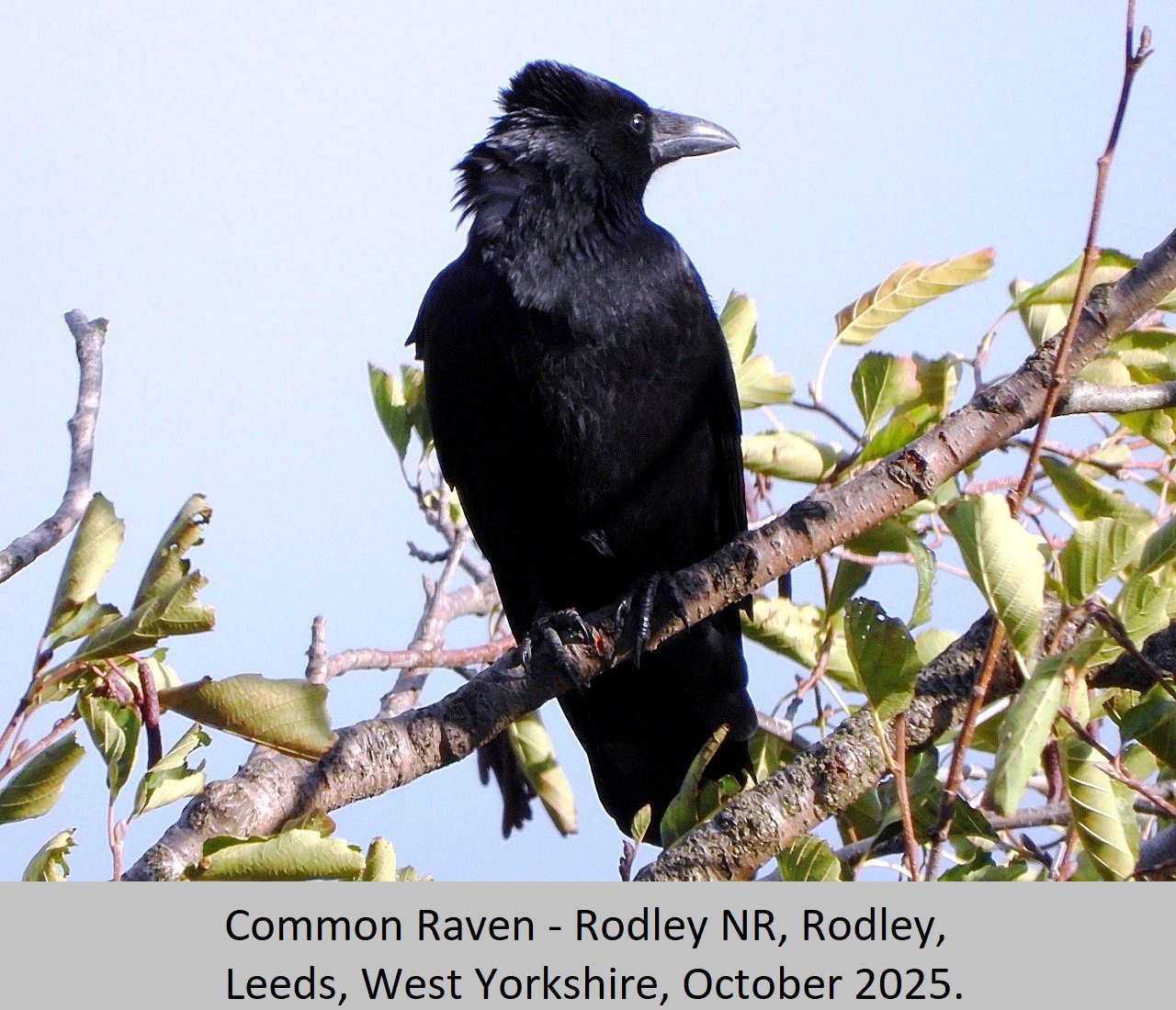 Common Raven E4