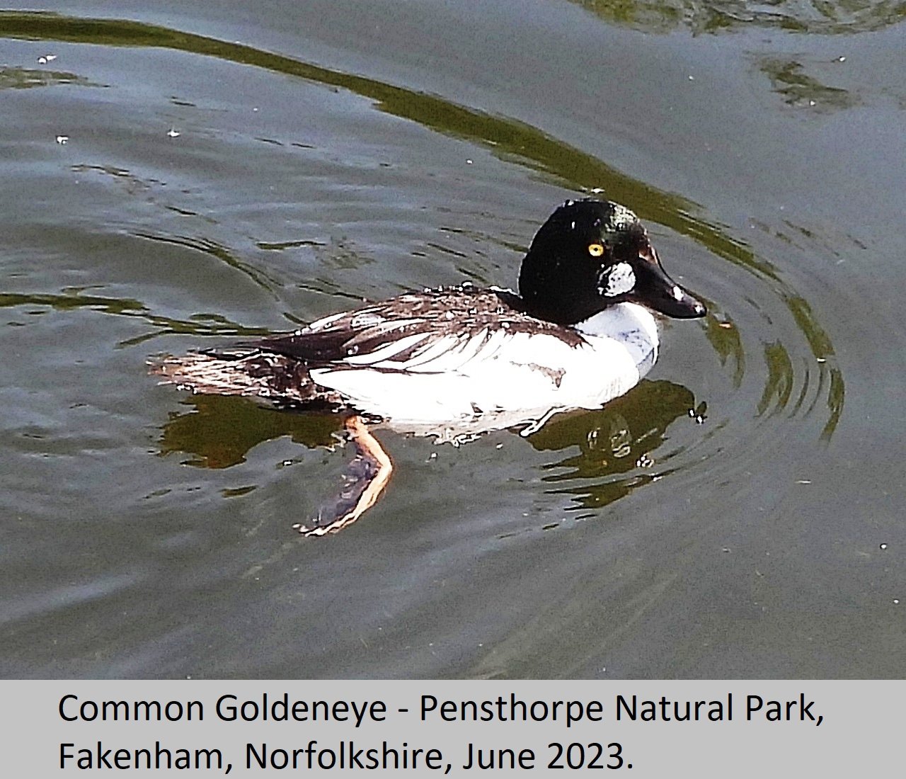 Goldeneye Duck