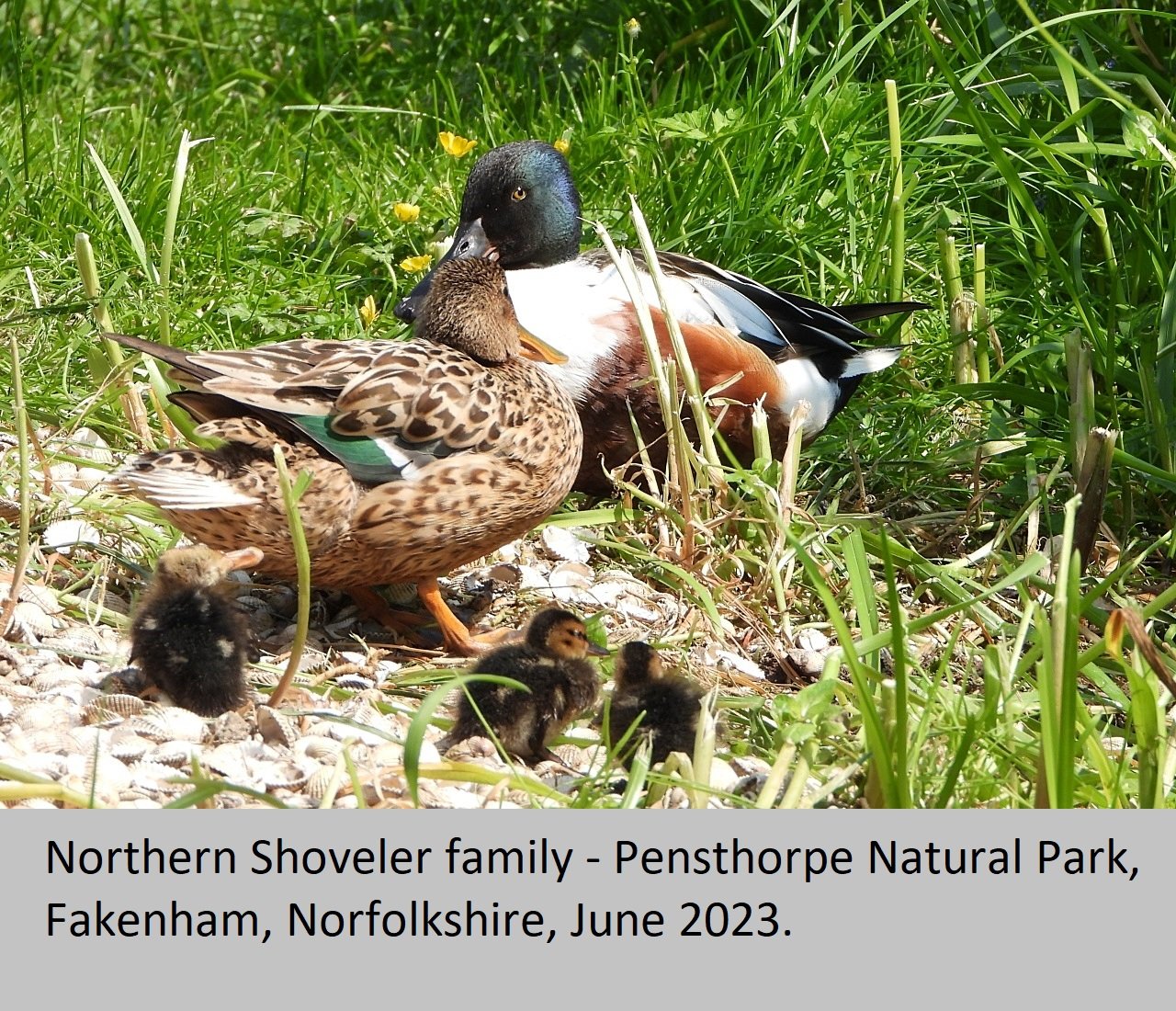 Northern Shoveler