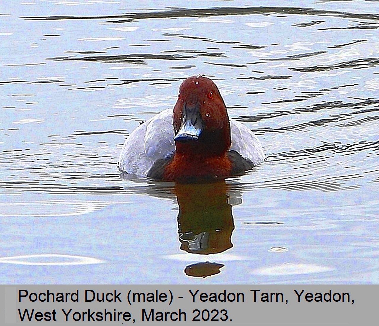Pochard Ducks