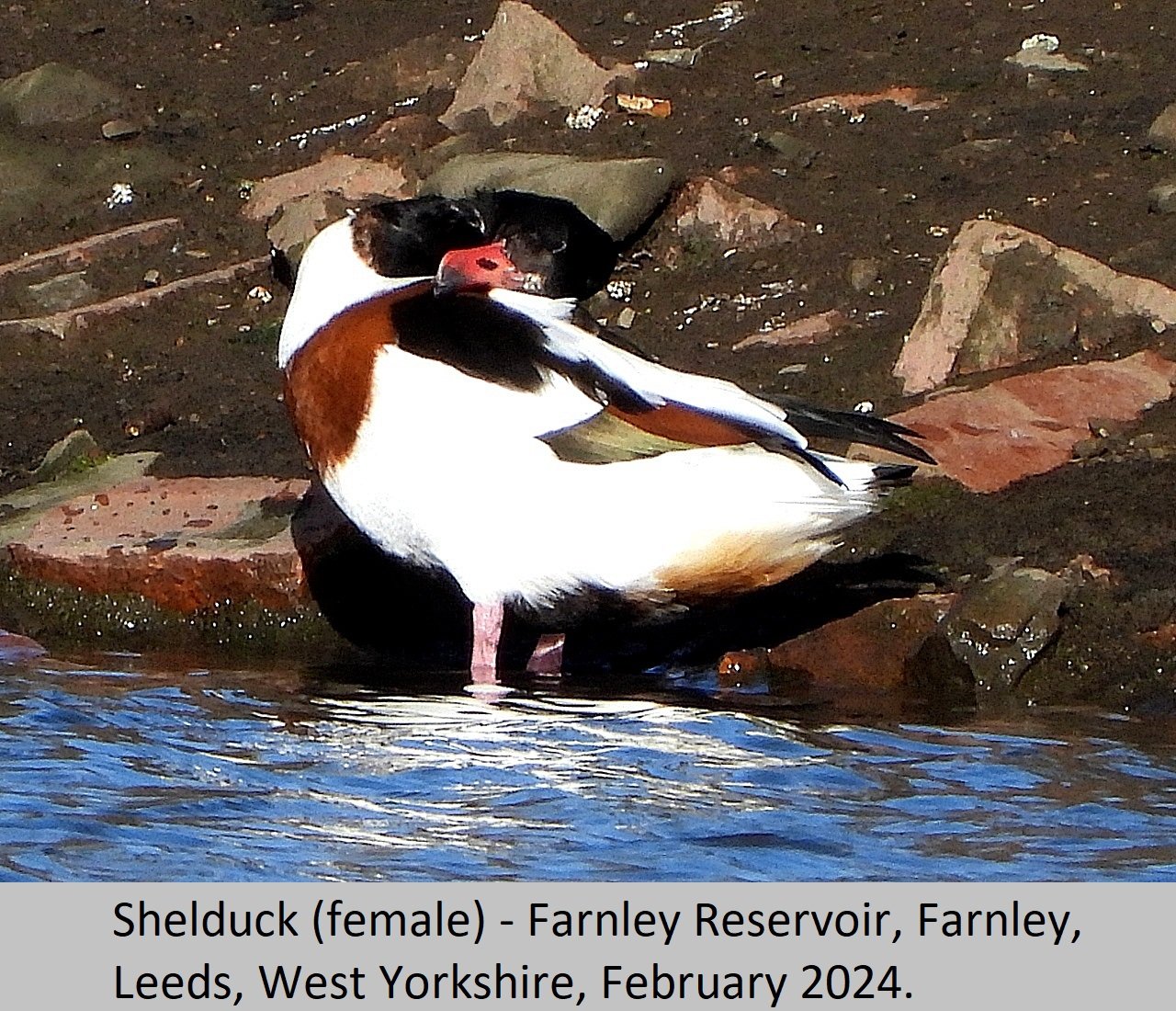 Shelducks