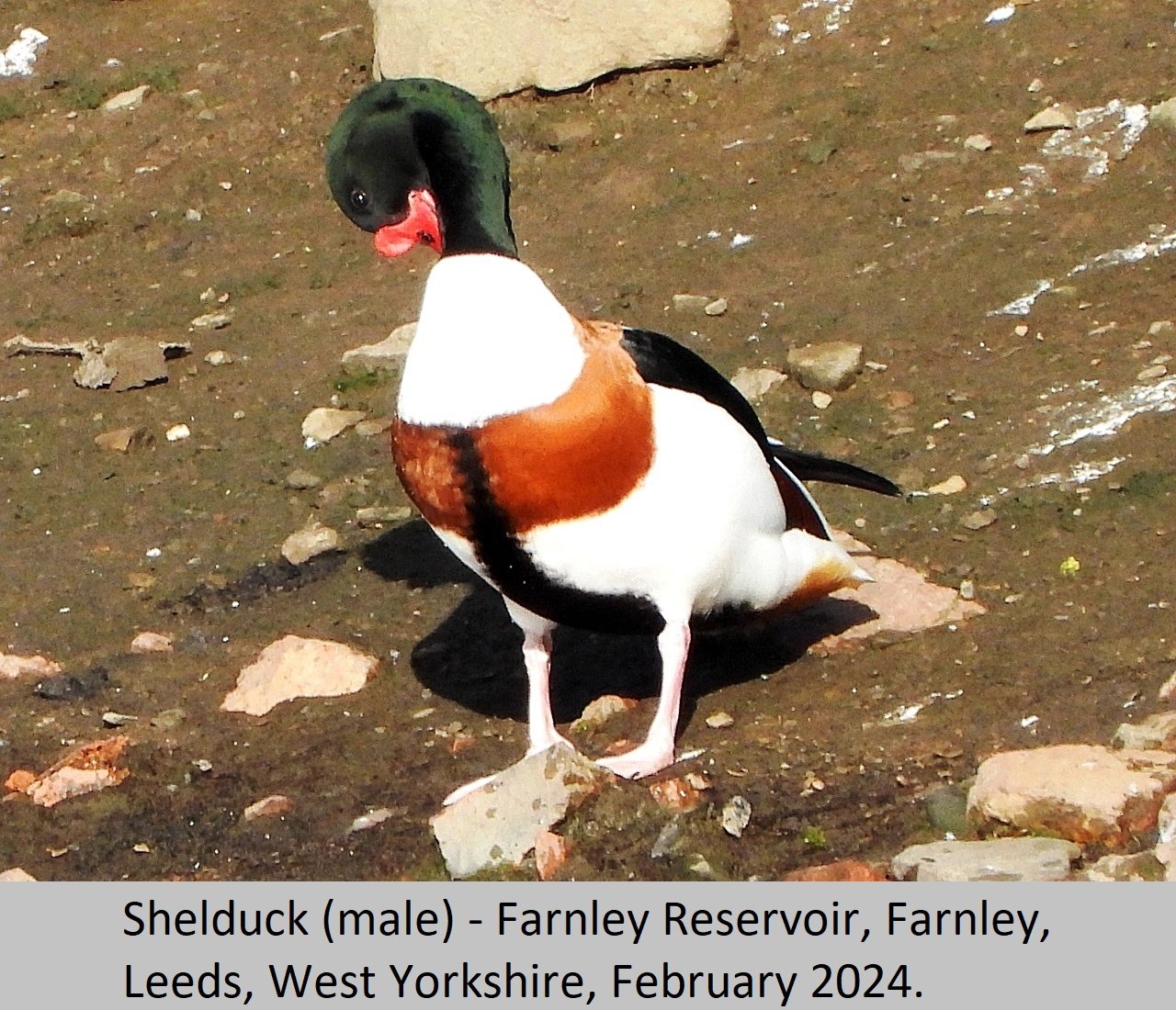 Shelducks